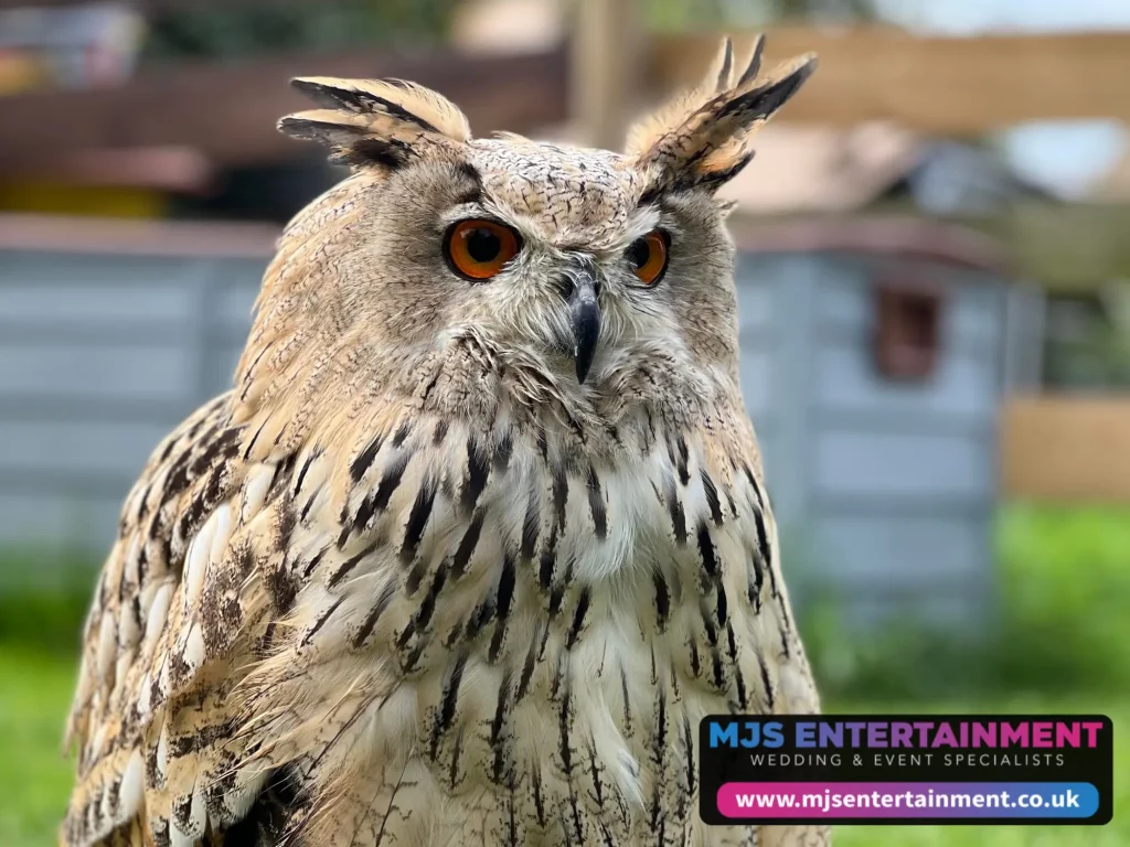 Owl Visits - MJS Entertainment
